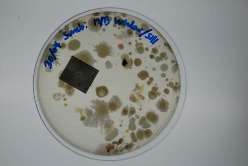 3-Sample Mould Test Kit – Mould.net.au