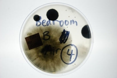 8-Sample Mould Test Kit – Mould.net.au